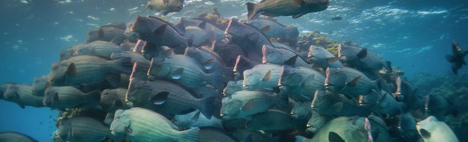 Norman Reef, Great Barrier Reef